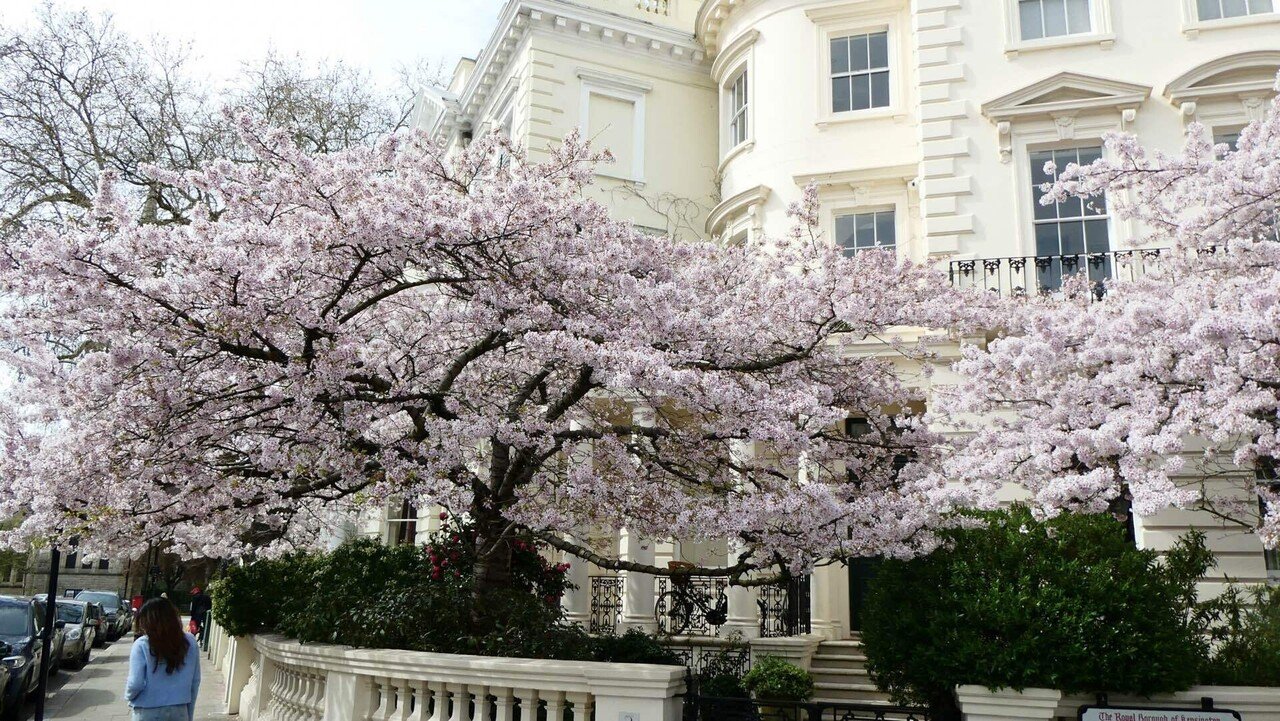 Sakura in London｜risako