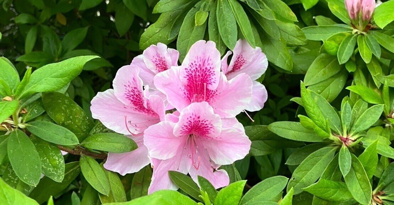 質問にお答えしてみた。｜Cicari_no