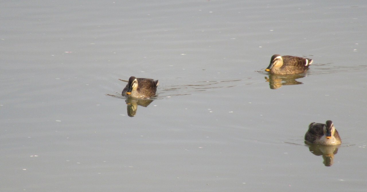 ahiru ha DUCK あひるはだっく｜道化人形｜note
