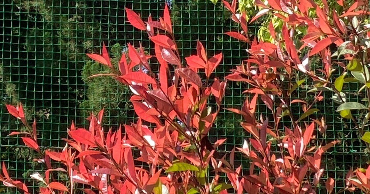 新しい朝でリフレッシュ｜mariko_s｜note