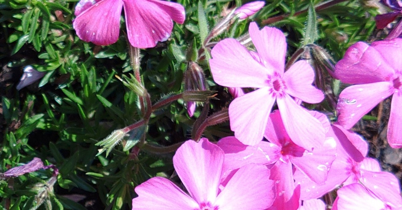 【短編小説】白票革命の話｜カナリア｜note