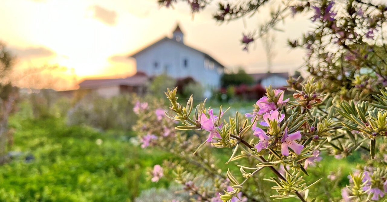 今日の1枚（2023/4/8）｜Chikako