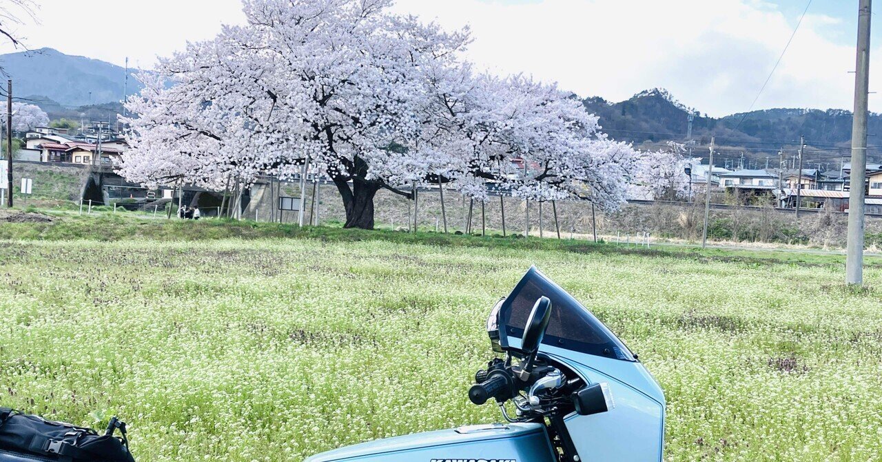 さくら咲く｜nori sato