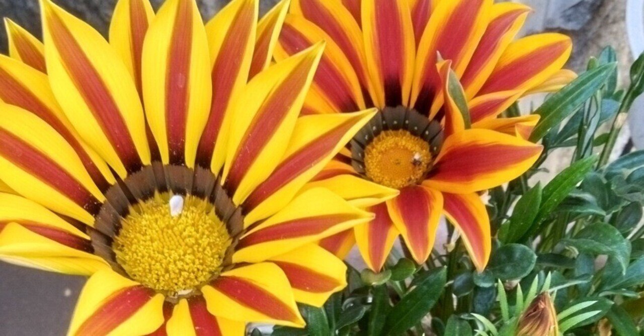 ライトワーカーのつぶやき（ポジティブな気分で地球を救う･･）｜mother_yuuki