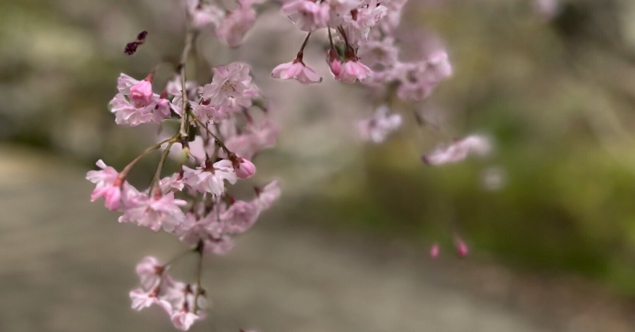 来年も🌸｜Mika｜note