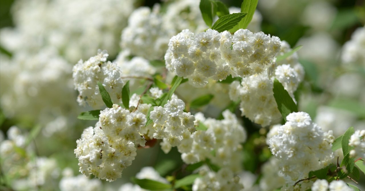 小手毬の咲く頃に｜大隅典子の仙台通信note (Sendaitribune)