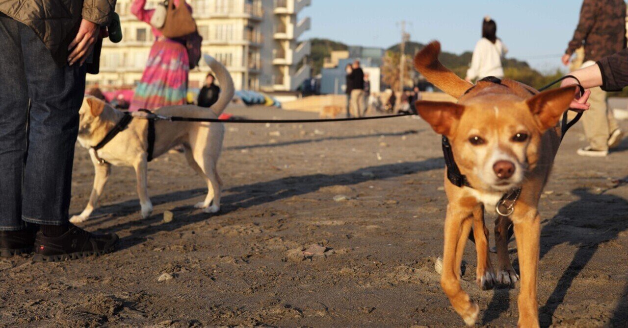 🦮｜shirasu camera