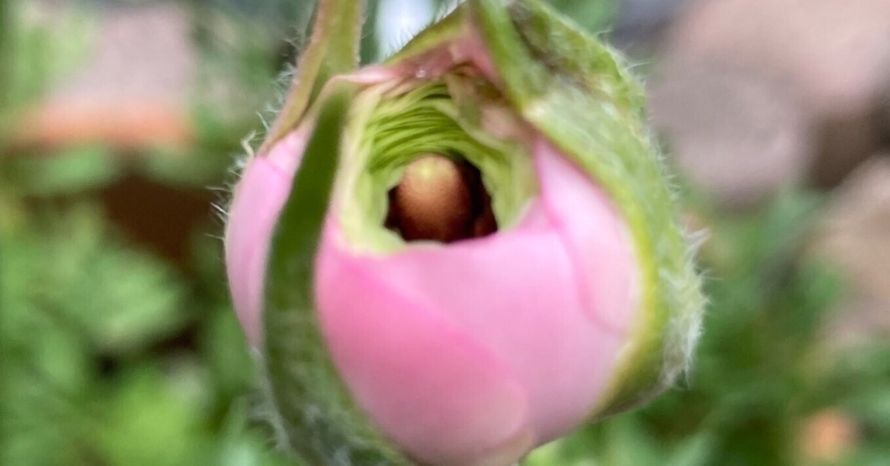 Mi jardín（私の庭）ラナンキュラス編｜Milla｜note