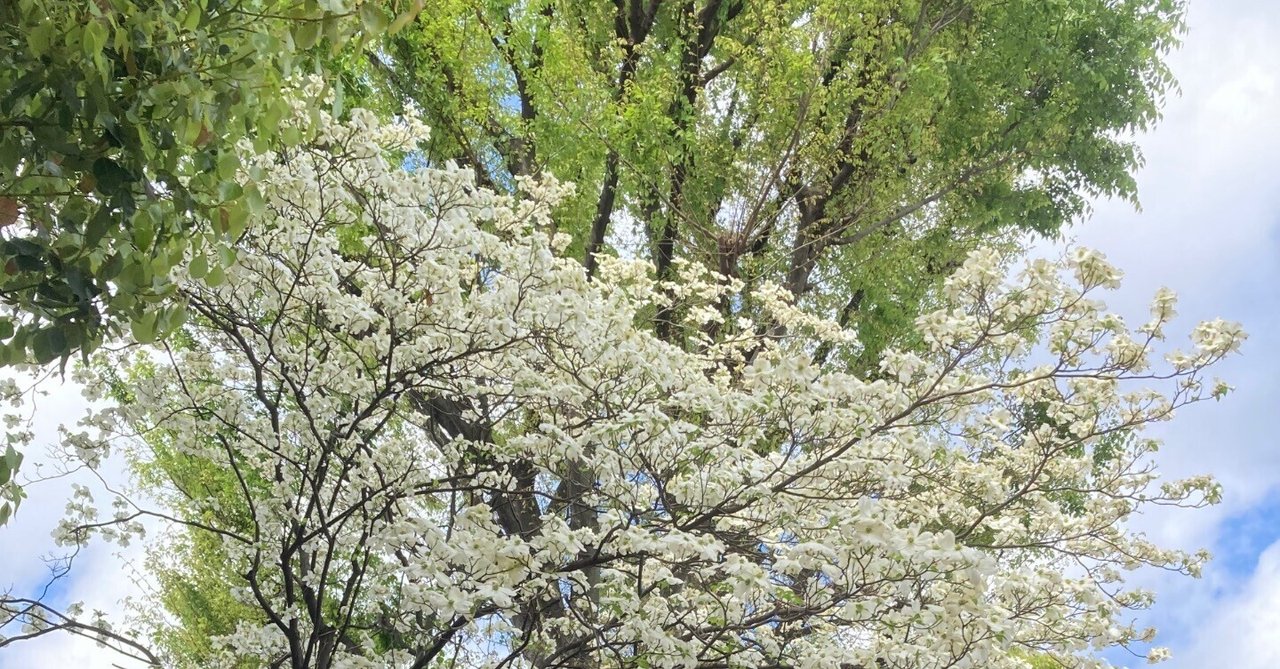 花粉の次は黄砂が飛ぶようです。｜miyuki_oku｜note