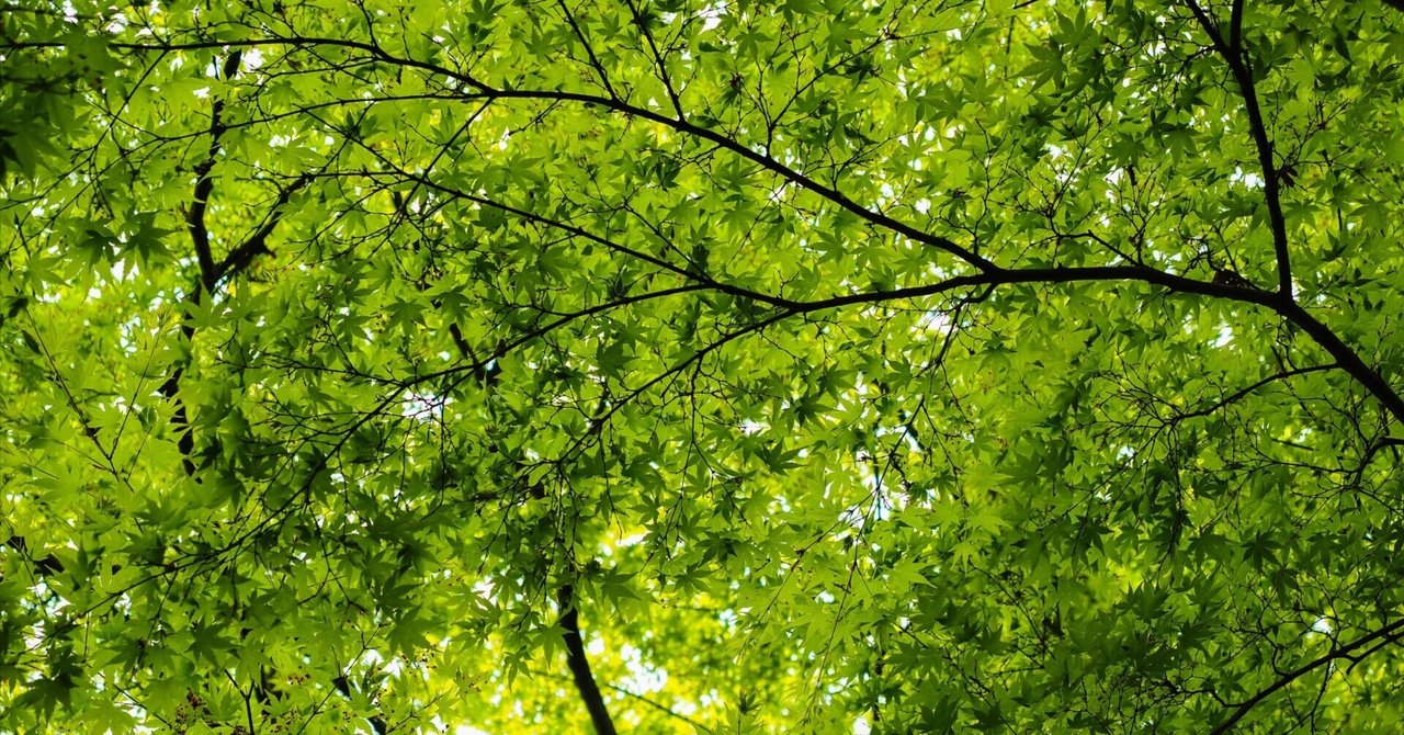 高尾歳時記 2023年4月12日（水）｜悠星 Yusei