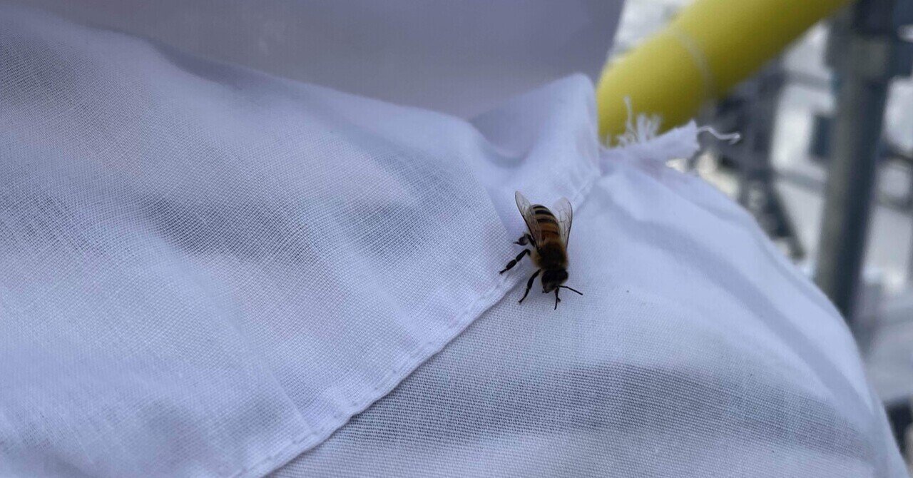🐝〜始まる【養蜂生活日】｜yabusan（823）