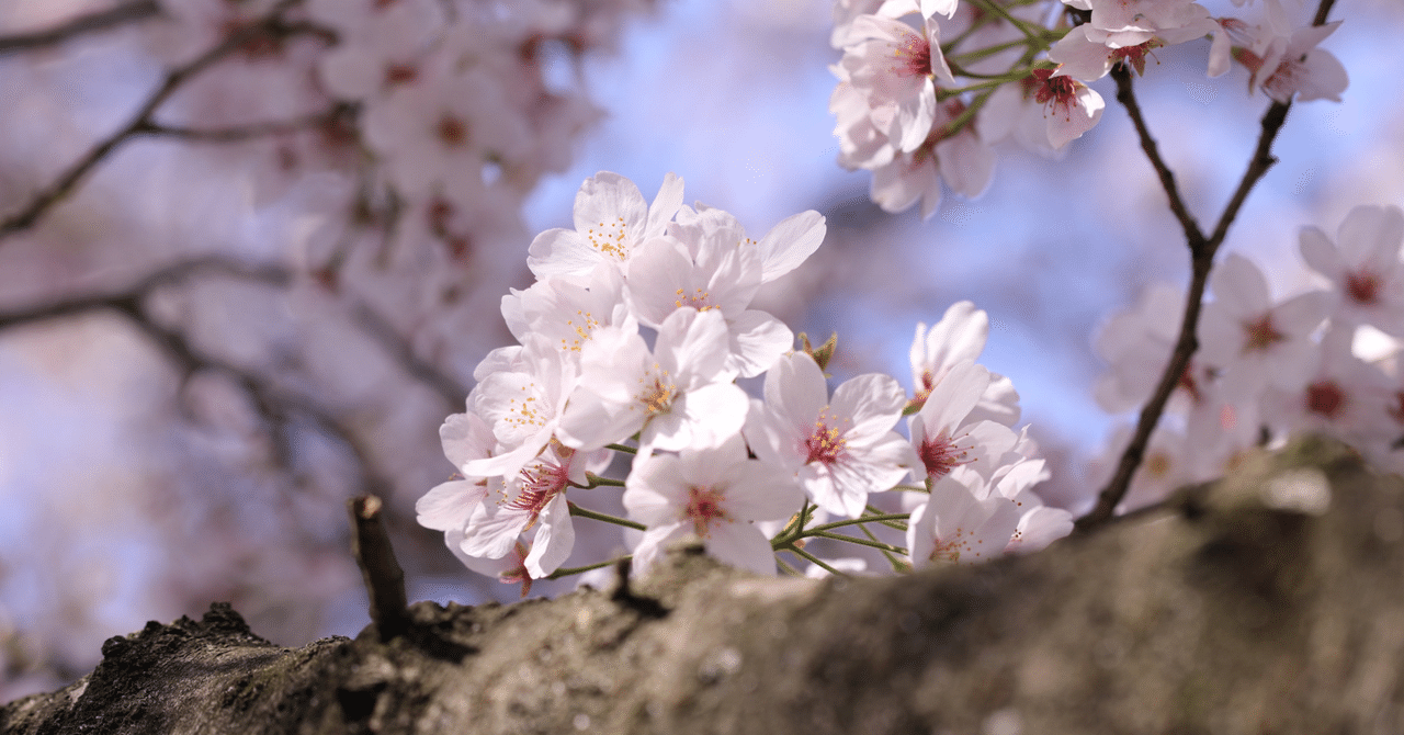 成功する人の条件～環境って大事～｜Ryosuke Matsusima
