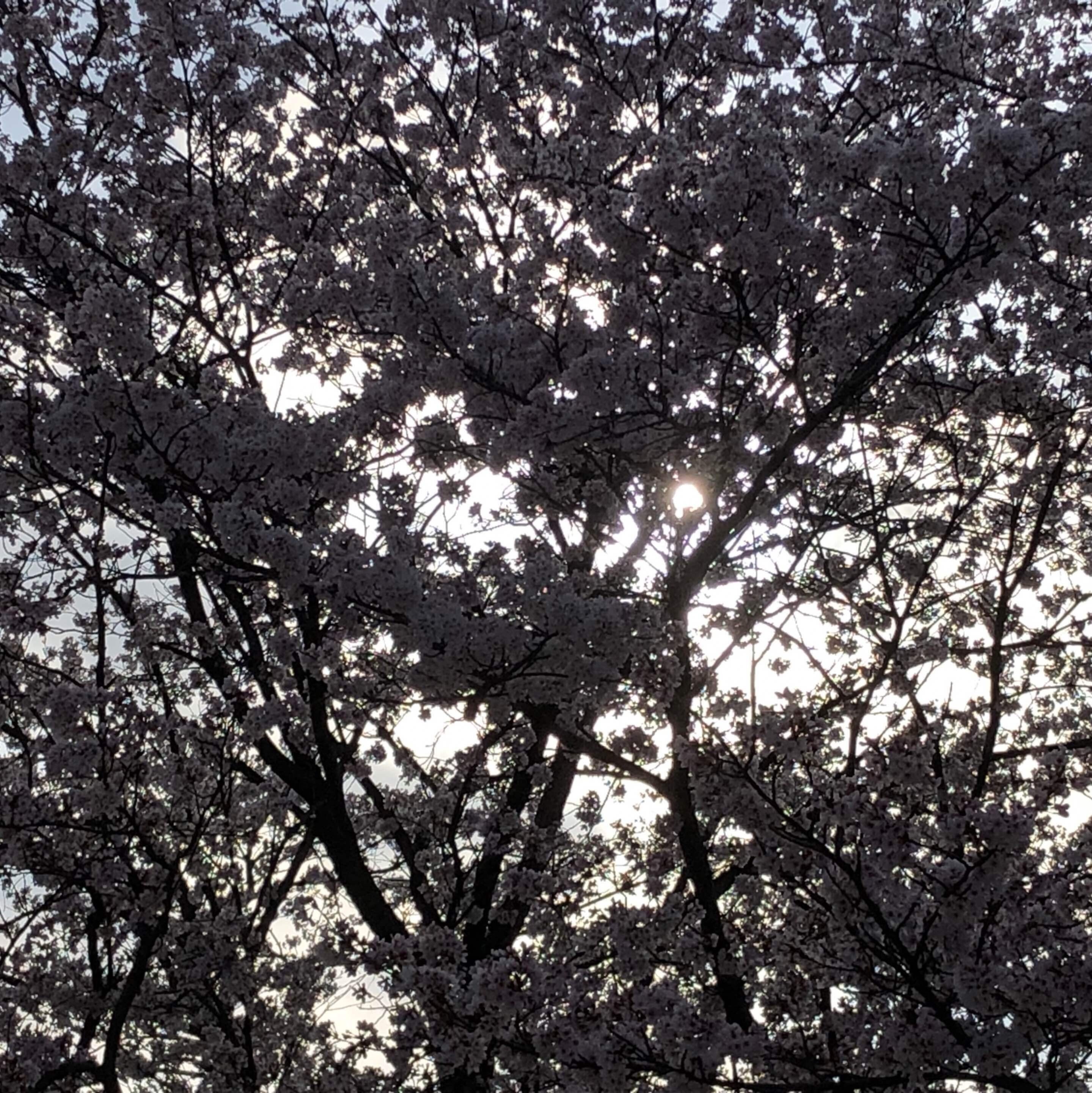 Dreams_and_Dreams（roughmix）202304｜hase3001