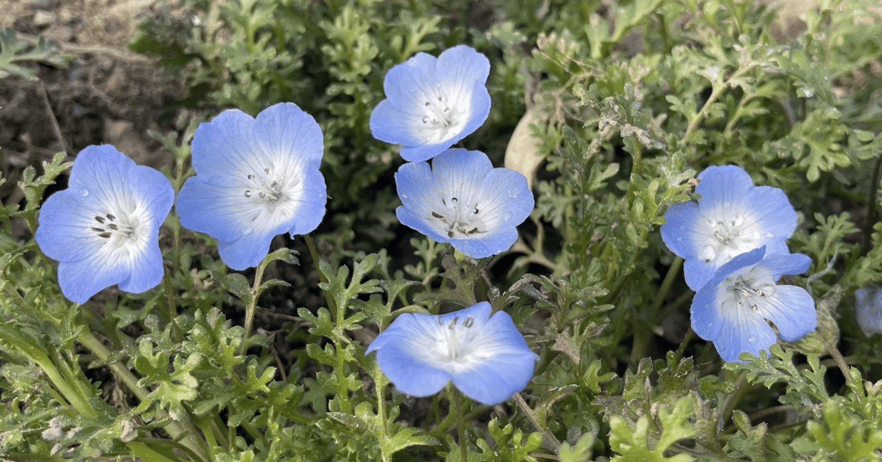 linux ポップ!_OS｜blue06_2022｜note