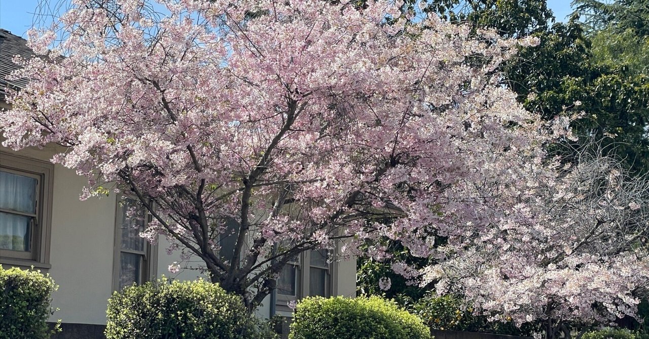 ベトナムヌードル｜yukio｜note