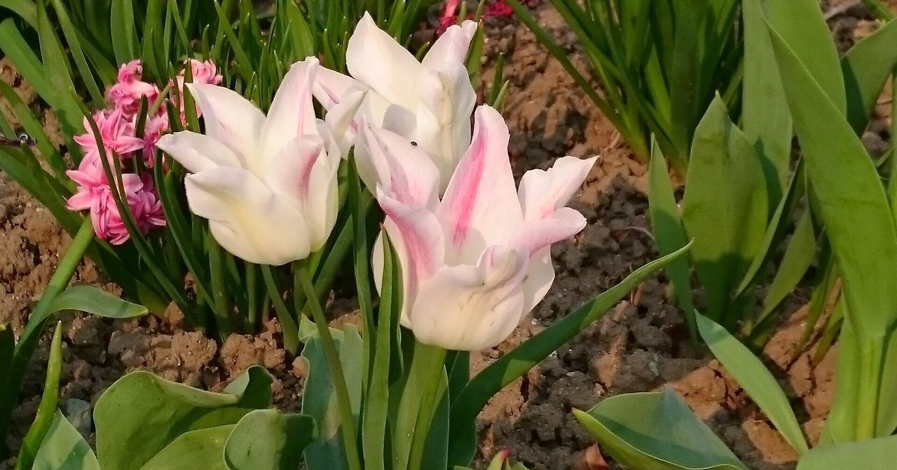 奇跡講座WB実践285 今日、私の聖性は明るくはっきりと輝く｜(Linp&Ruru)本当の自分を知り、本当の自分として生きる｜note