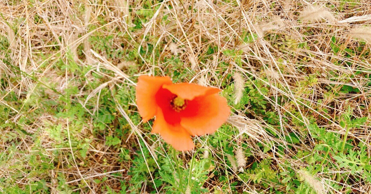 2023年4月12日 水曜：二つめには取り掛からないみたいだった｜ゴロゥ｜note