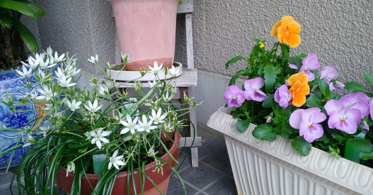 こえわずらい！｜sikuramen