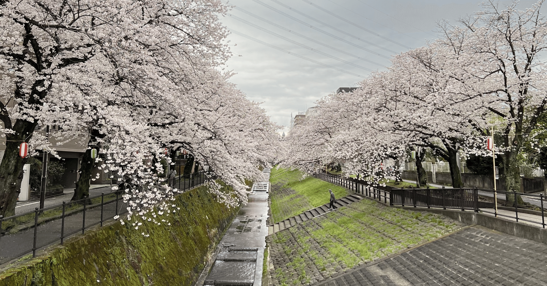 Sakura-mochi🌸｜note