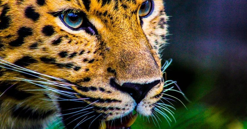 パワーアニマルのジャガーのお名前がわかり、ずっこけた話｜Chiaki Kamuki｜note