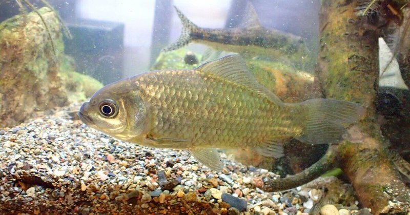 ギンブナ｜Hinata｜note