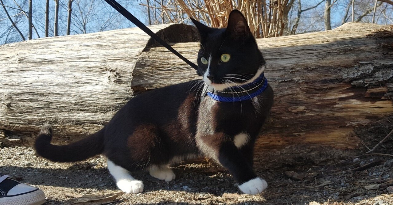 新しい散歩場所 🐈｜Ren｜note