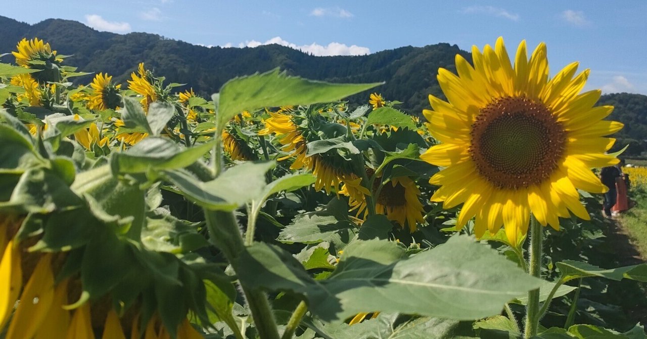 約5年ぶりのnoteをひらいて｜tamaco