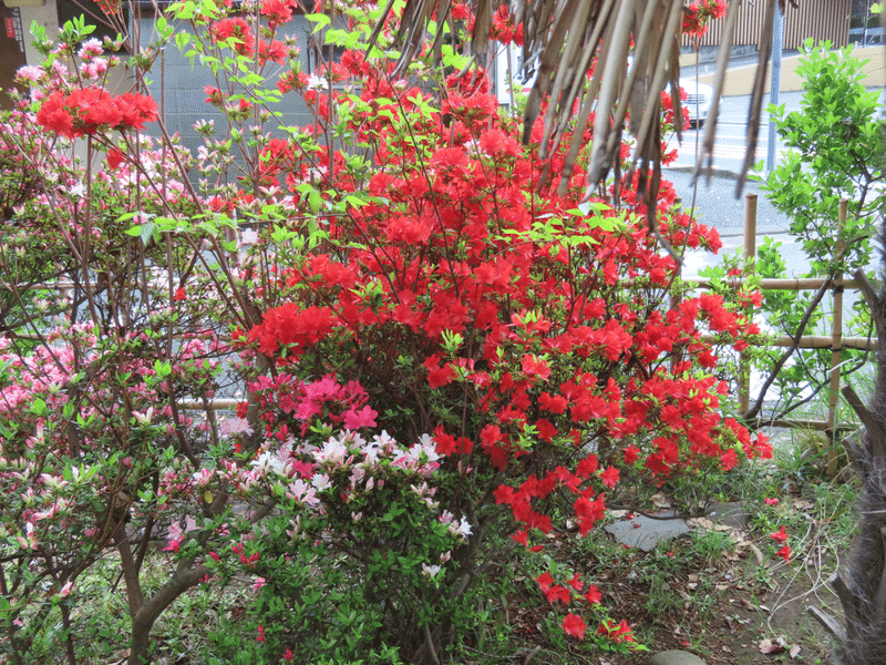 狛犬巡り24(伊豆の狛犬③再訪2＋初2)｜之哲／Yuki Satoru｜note