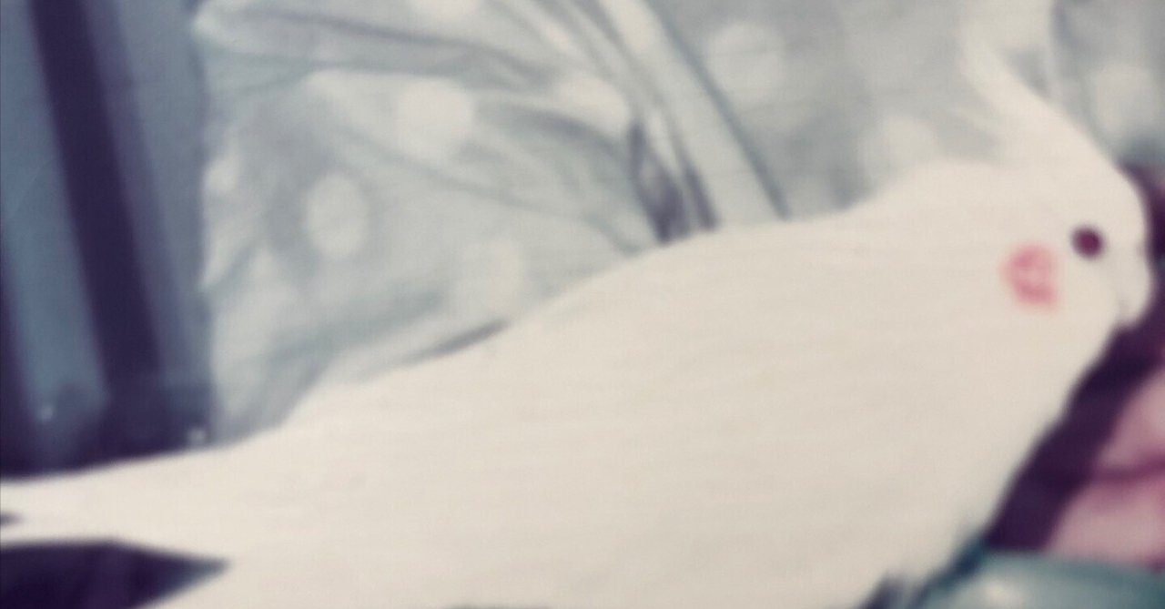 亡くなったペットに心配された話｜nanai