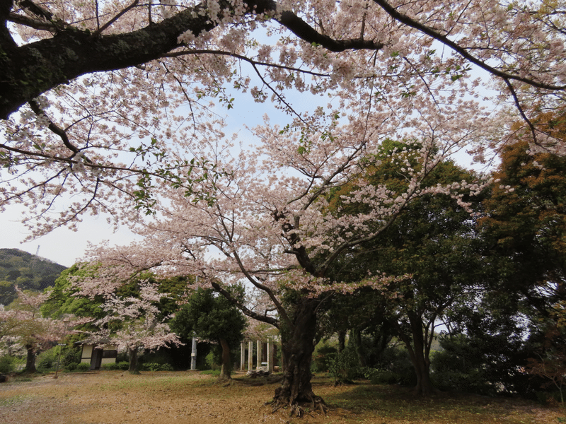 狛犬巡り24(伊豆の狛犬③再訪2＋初2)｜之哲／Yuki Satoru｜note