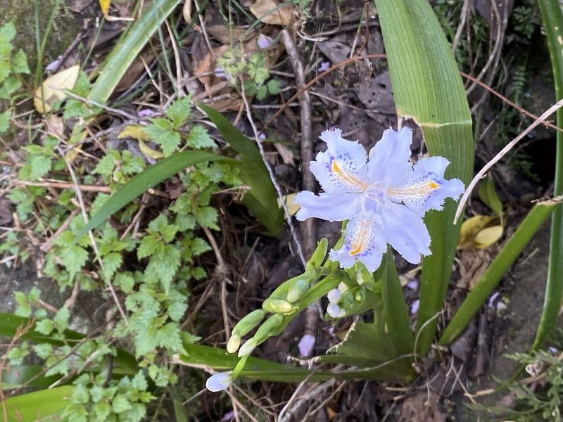 狛犬巡り24(伊豆の狛犬③再訪2＋初2)｜之哲／Yuki Satoru｜note