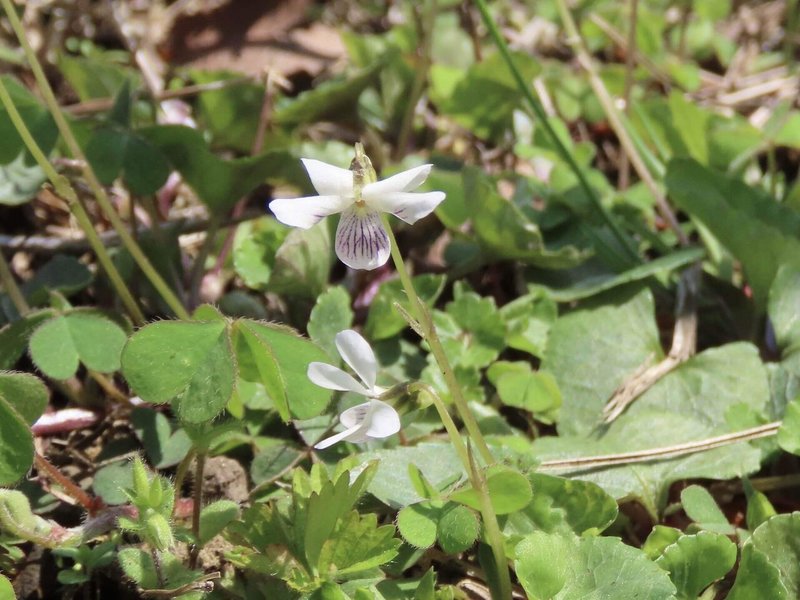 狛犬巡り24(伊豆の狛犬③再訪2＋初2)｜之哲／Yuki Satoru｜note