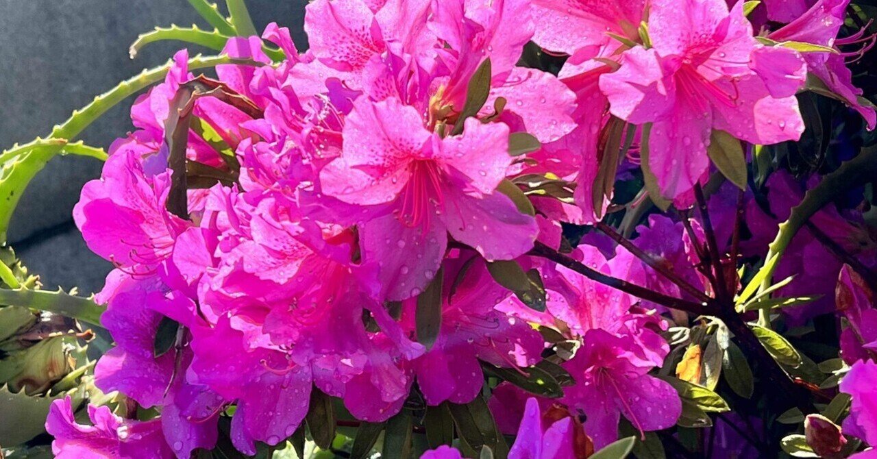 理解するということ｜Rinka