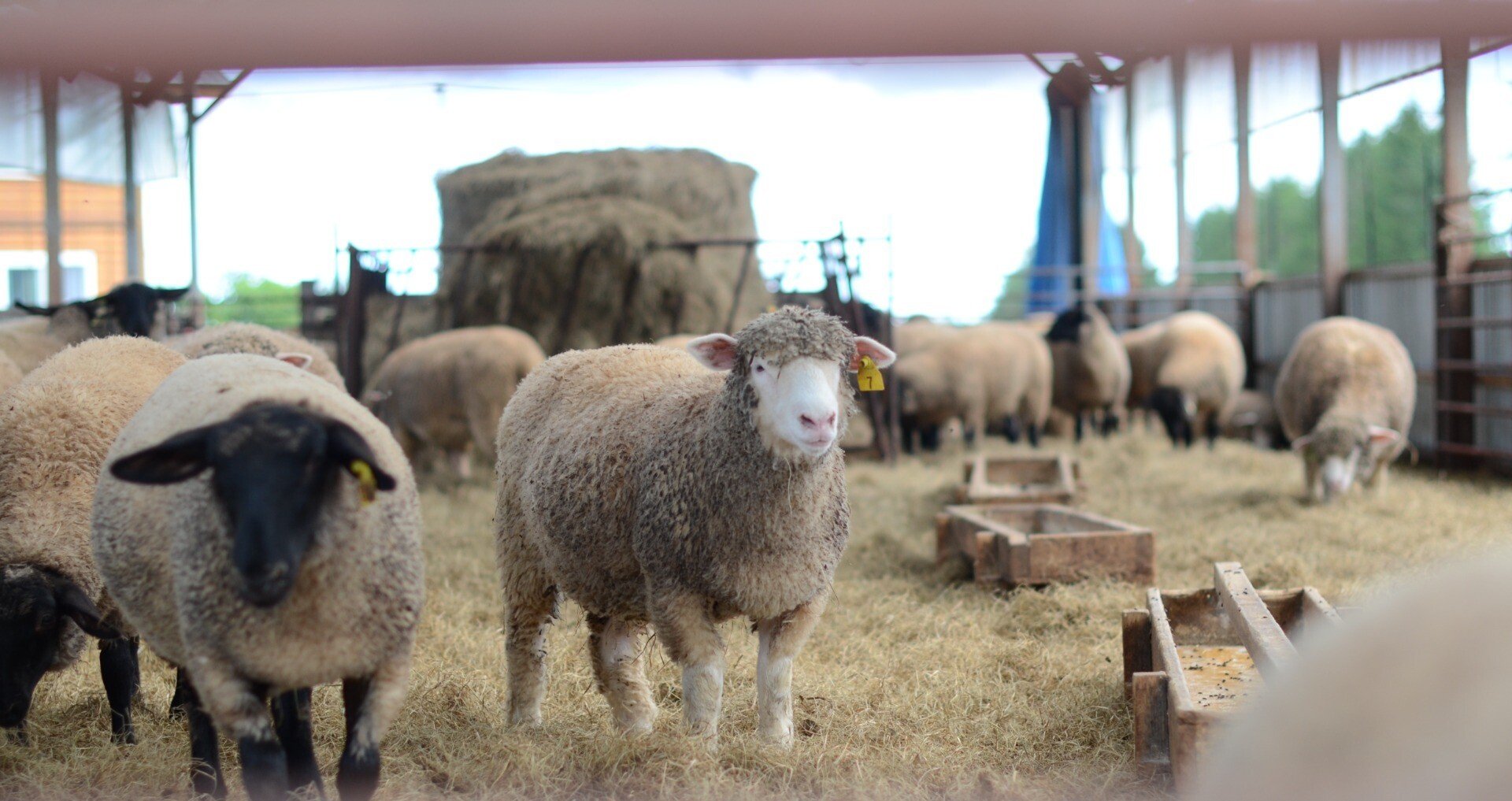 羊に関すること｜江六前一郎｜Ichiro Erokumae｜note