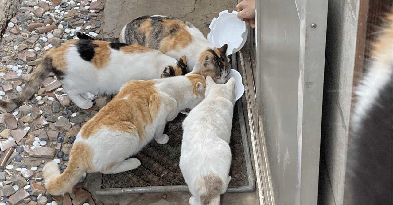 バナー制作🔰｜neko.usaさん