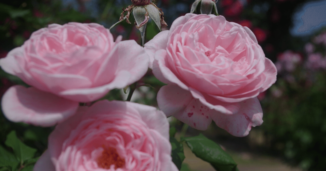 EndeavourOS hdd install｜blue06_2022｜note