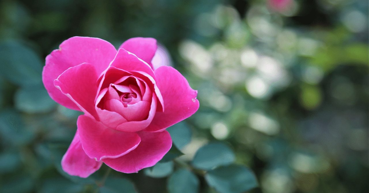 自分のすることを愛す｜nori｜note