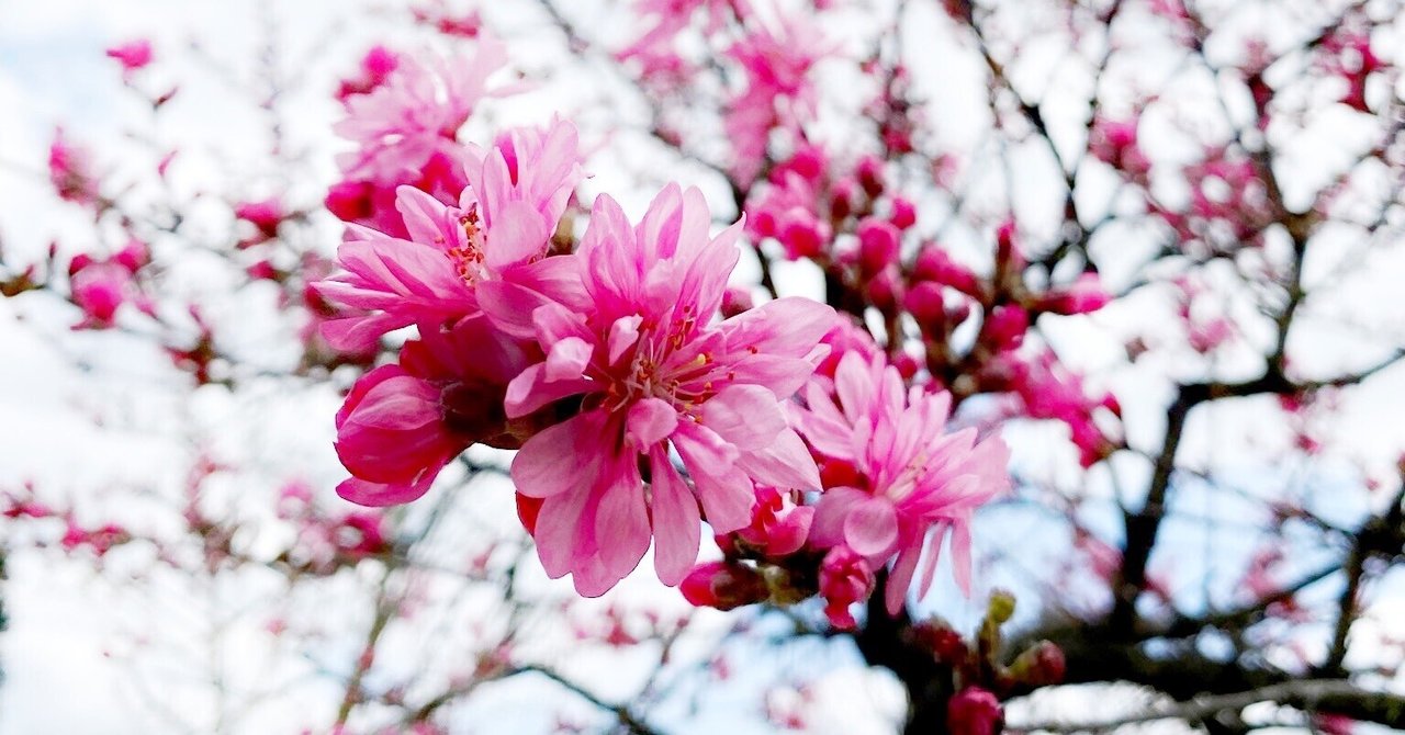 20230418｜たつきち｜note