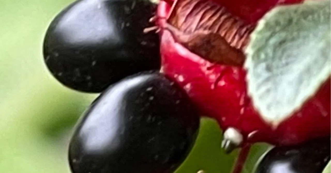 MICKEY MOUSE PLANT｜EGGSEED