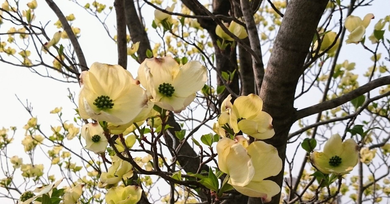 奇跡講座WB実践292 すべてのことに幸せな結果が確実である｜(Linp&Ruru)本当の自分を知り、本当の自分として生きる｜note