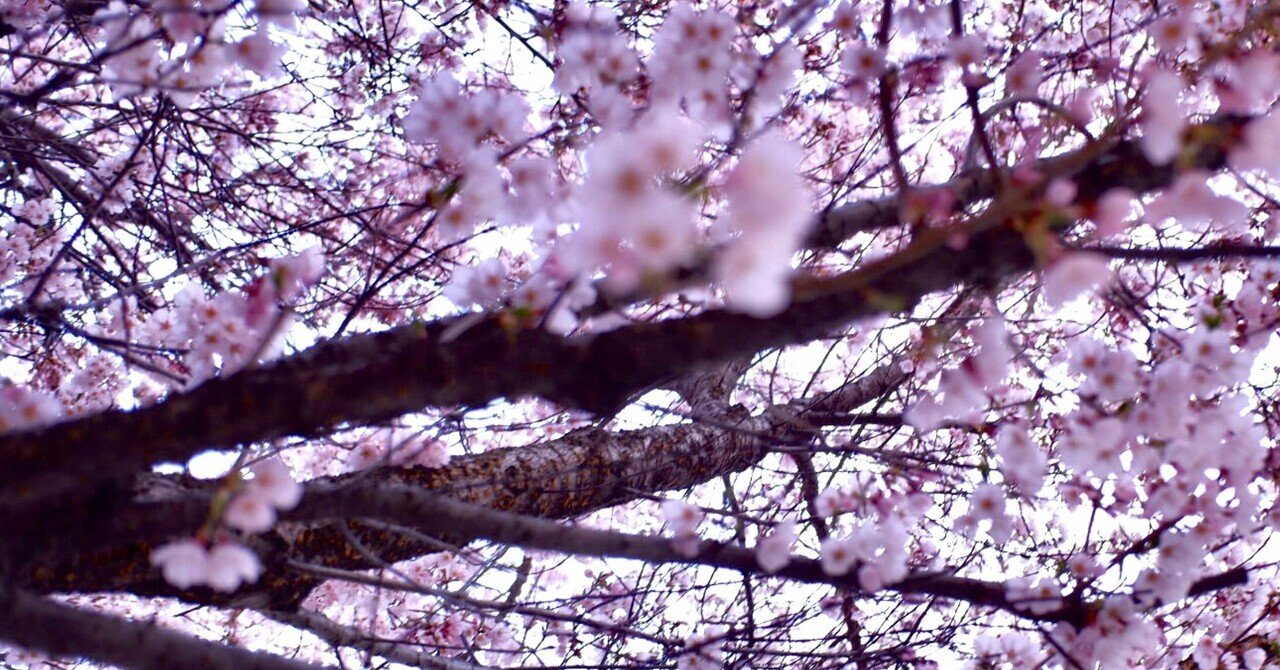 87/365｜mami｜note