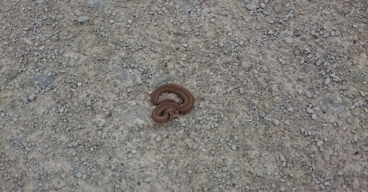 ChatGPTを使って個人開発を始めた｜KY研究所@CoderDojo横浜港北ニュータウンやってます｜note