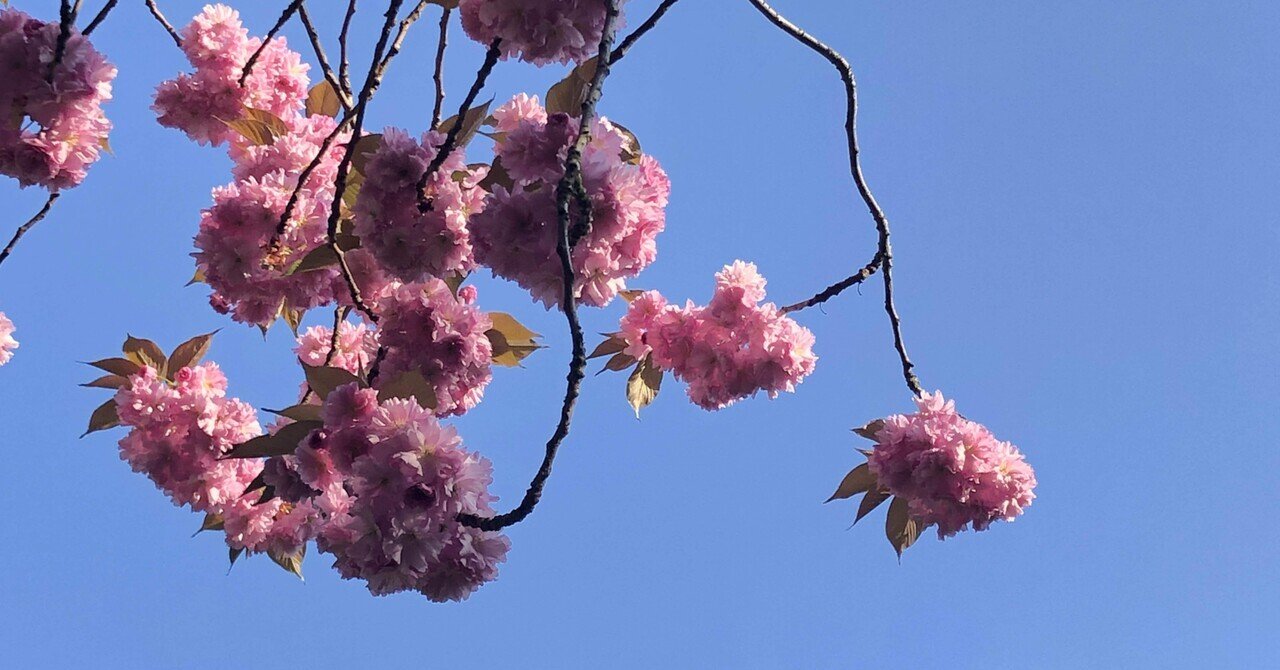 ロンドン生活214日目｜My first Issue🐣｜mitsuki.｜note