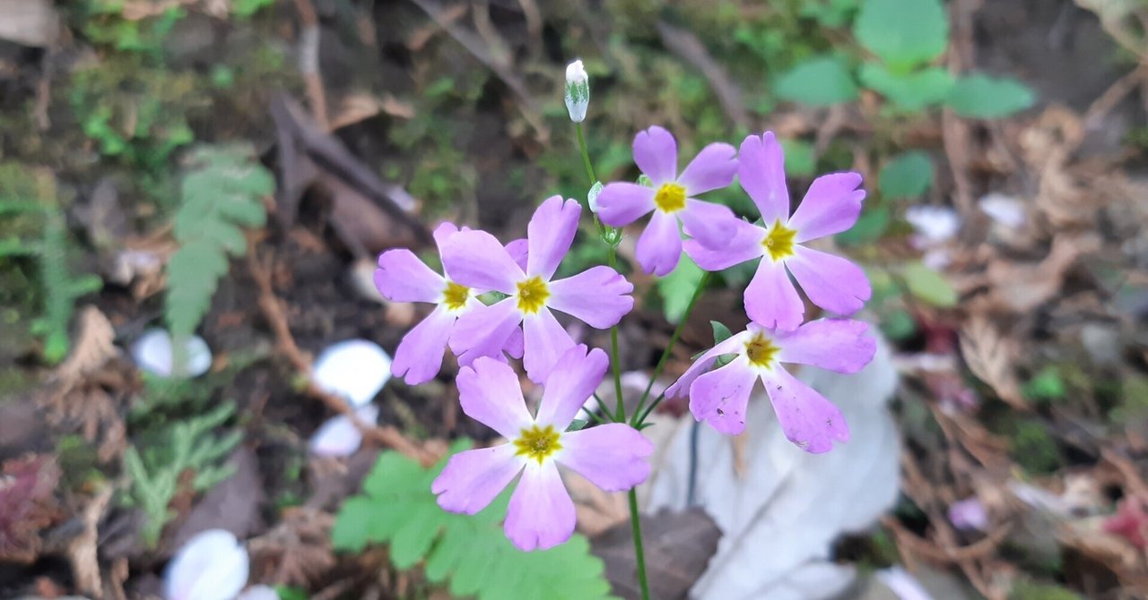 自分の歩みを恥じない｜虹の彼方から Bright day EIKO｜note