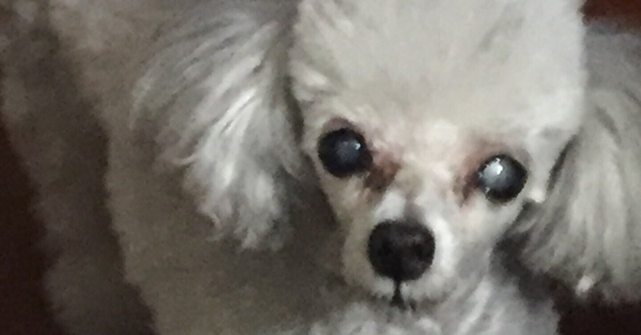 勇んで出ると。。。｜tomoka｜note