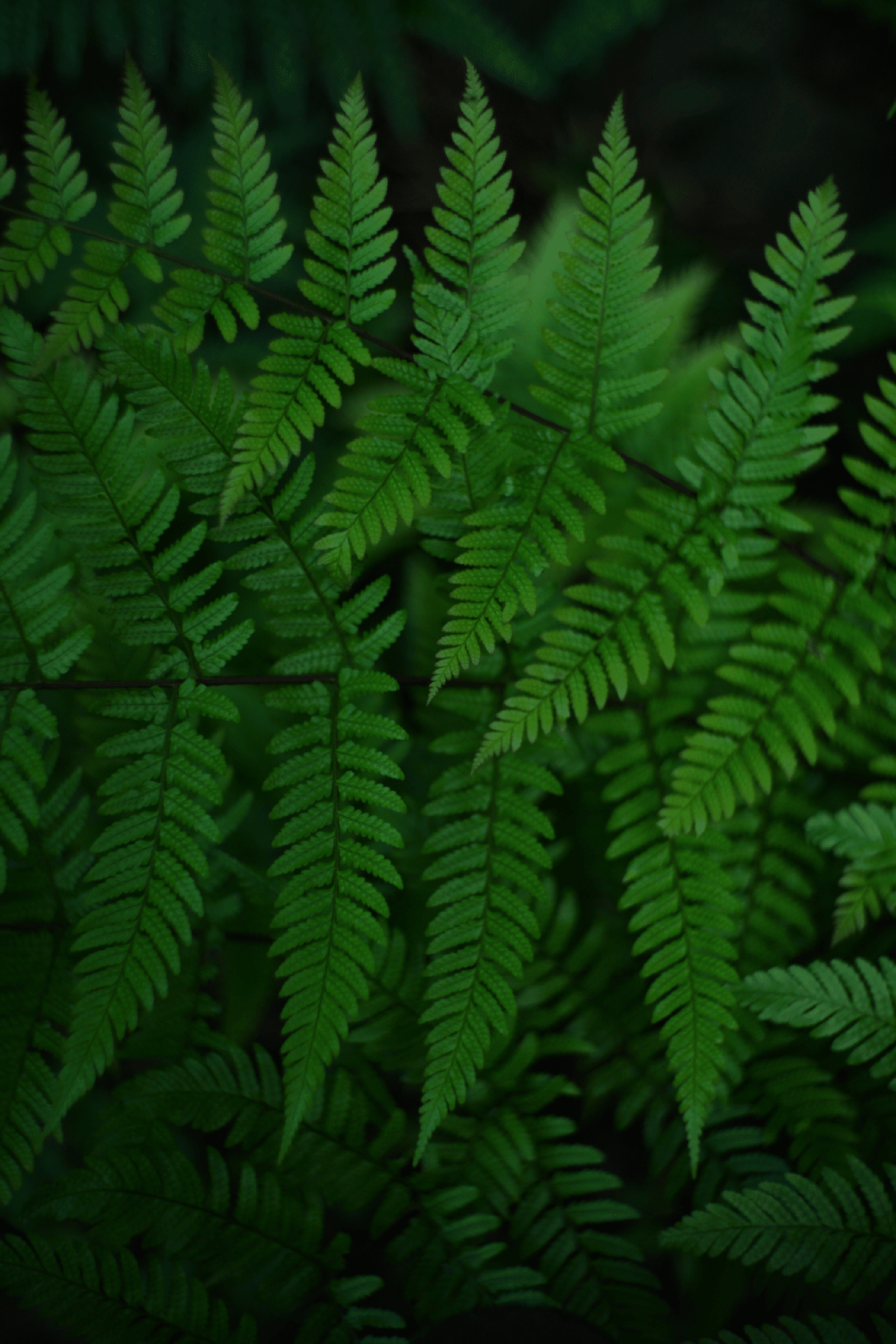 アーカイブ｜shin ikegami