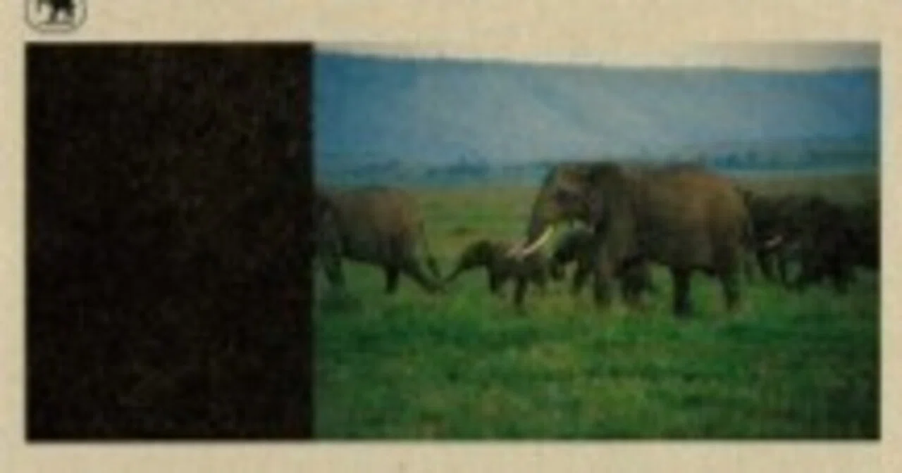 ELEPHANTISM / 坂本龍一｜Okada Toshihiro