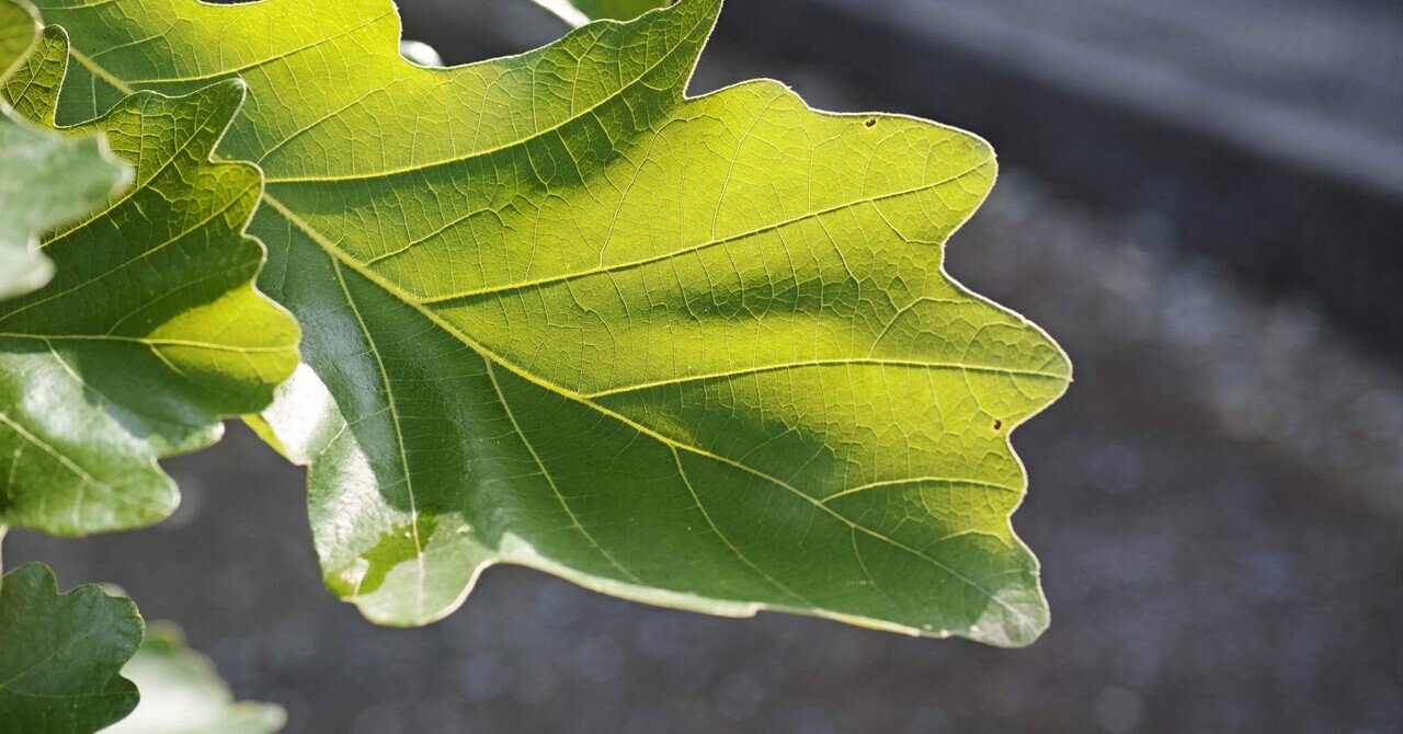 #001 本当はそっちに行きたい｜Mami｜note