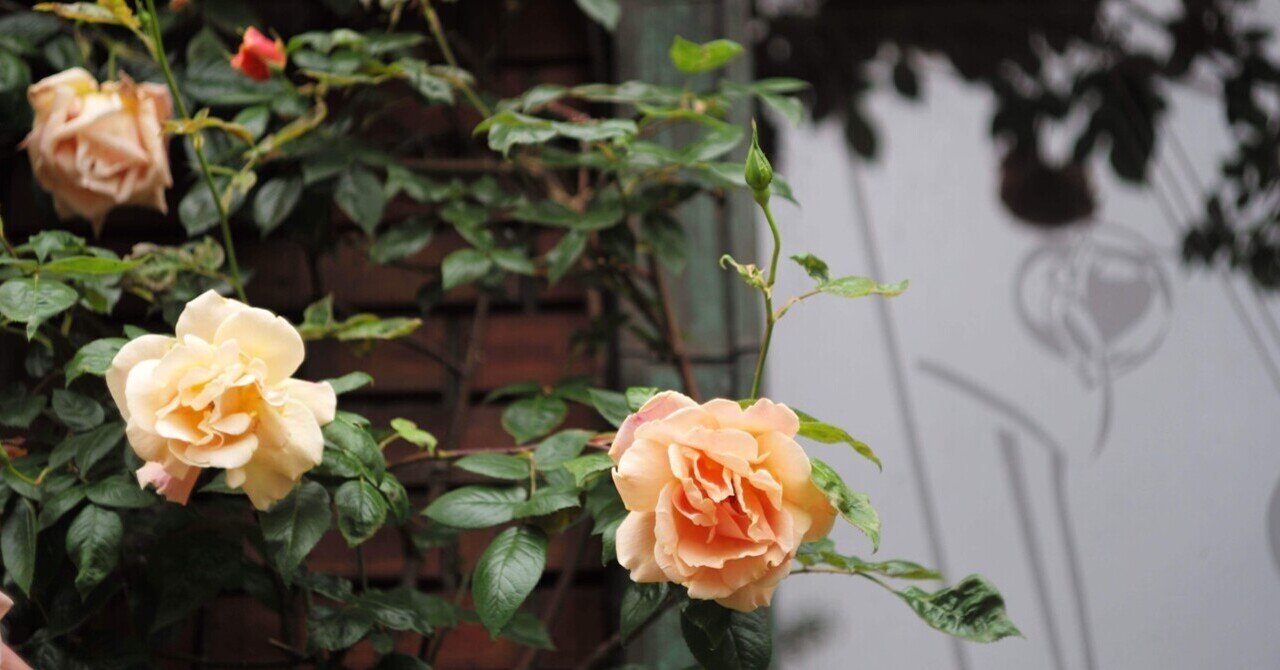 オールドレンズ ｜shirasu camera