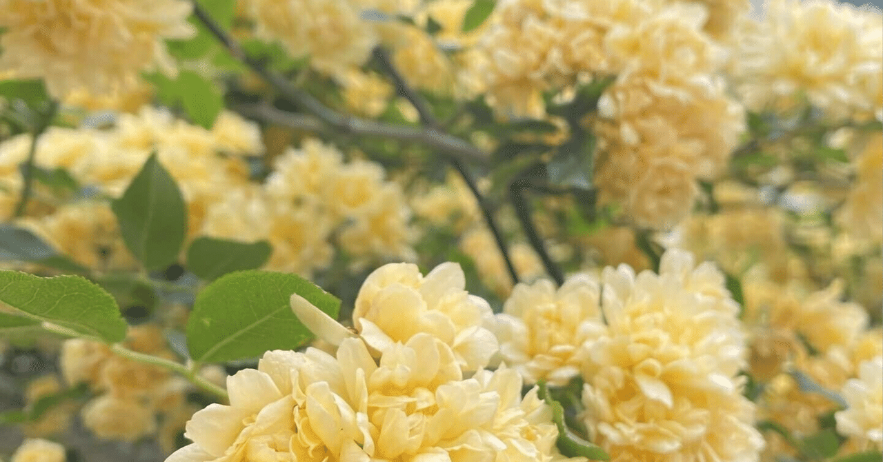 noteをつけ続けてから100日が経ちました｜neji bit